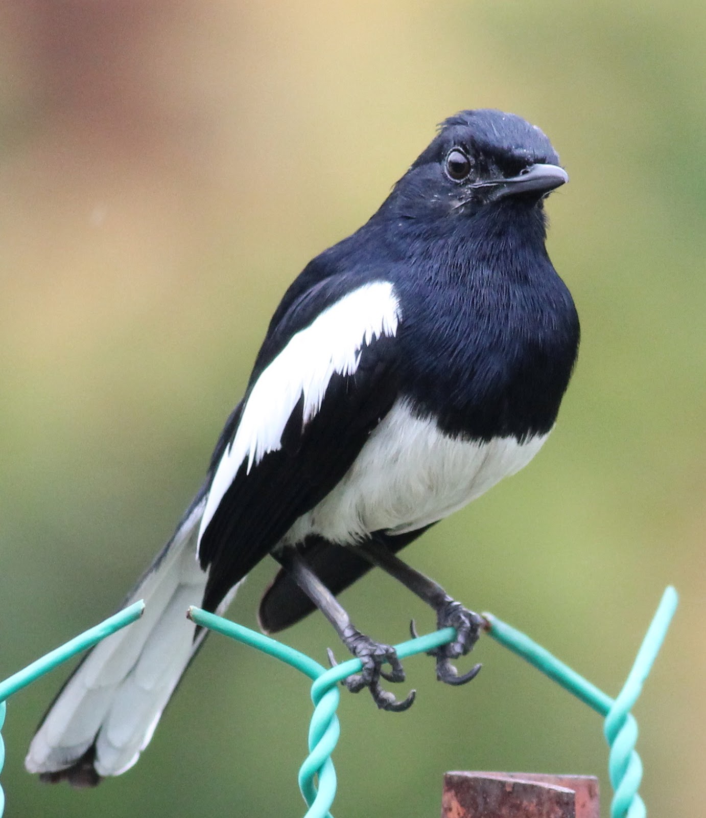 Ron-Nature-Adventures: Common Household and Garden Birds