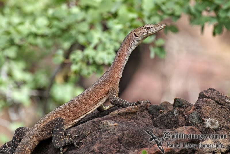 Jenis - jenis atau Macam - macam Varanidae / Varanus / Varanatic ...