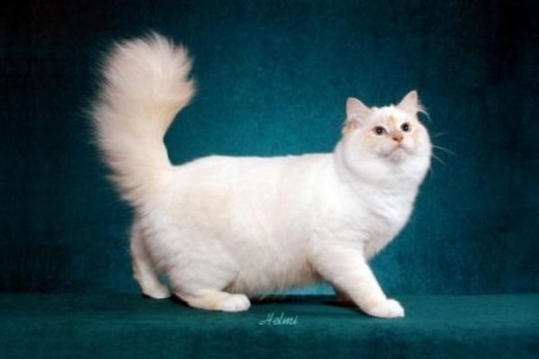 Birmaneza | Animalul Meu