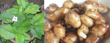 MANFAAT TANAMAN KENCUR