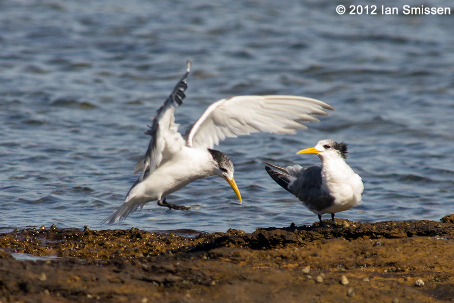A passion for birds...: Ricketts Point