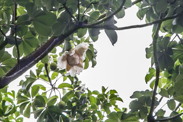 Parijat Tree - a rare tree in the most unexpected of places!
