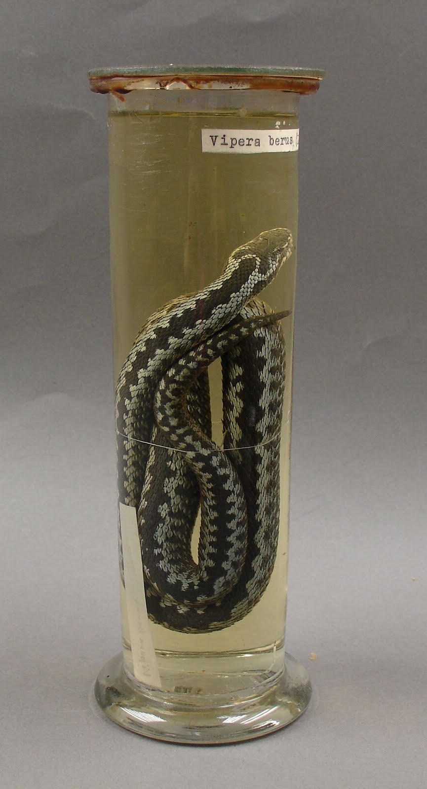 Latvijas Dabas muzeja blogs: janvāris 2012