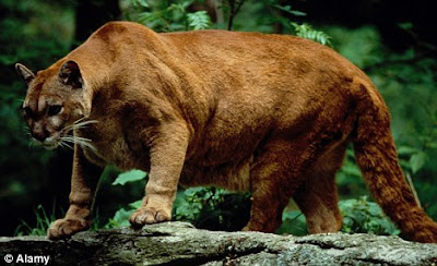 Eastern cougar finally declared extinct... at least 80 years after it ...