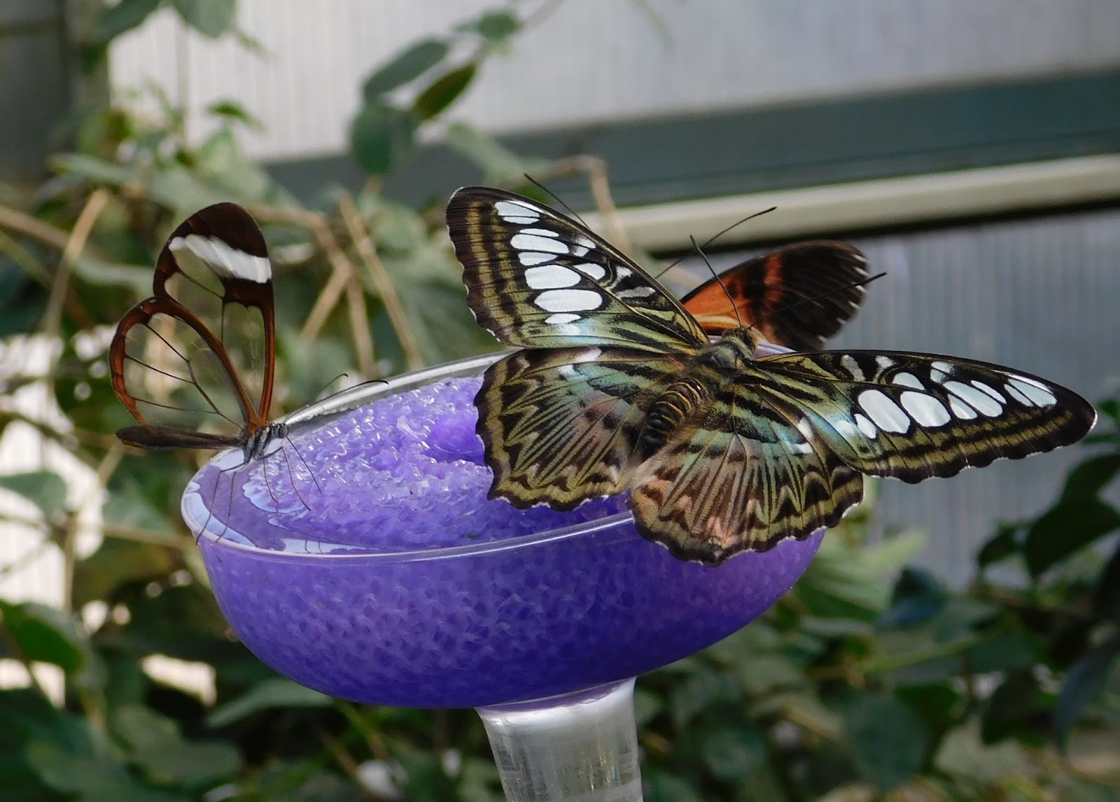 Magic Wings Butterfly Place