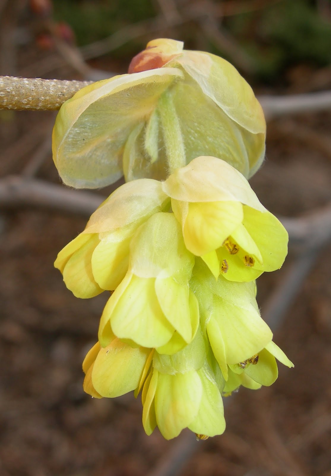 The Phytophactor: Friday Fabulous "Flower" - Winter Hazel