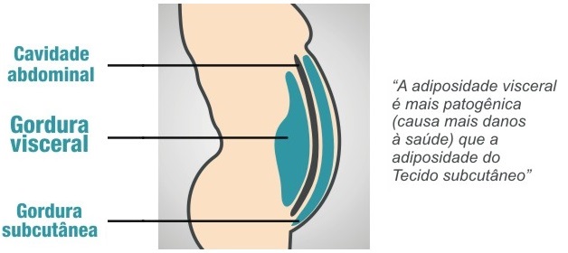 Nutrição e Assuntos Diversos: Gordura Visceral, onde fica essa gordura?