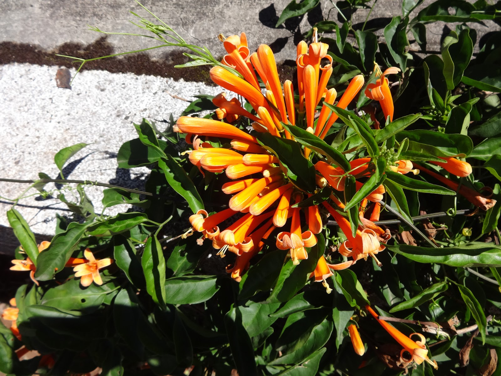 Herbs from Distant Lands: Pyrostegia venusta - Flame Flower, Golden ...