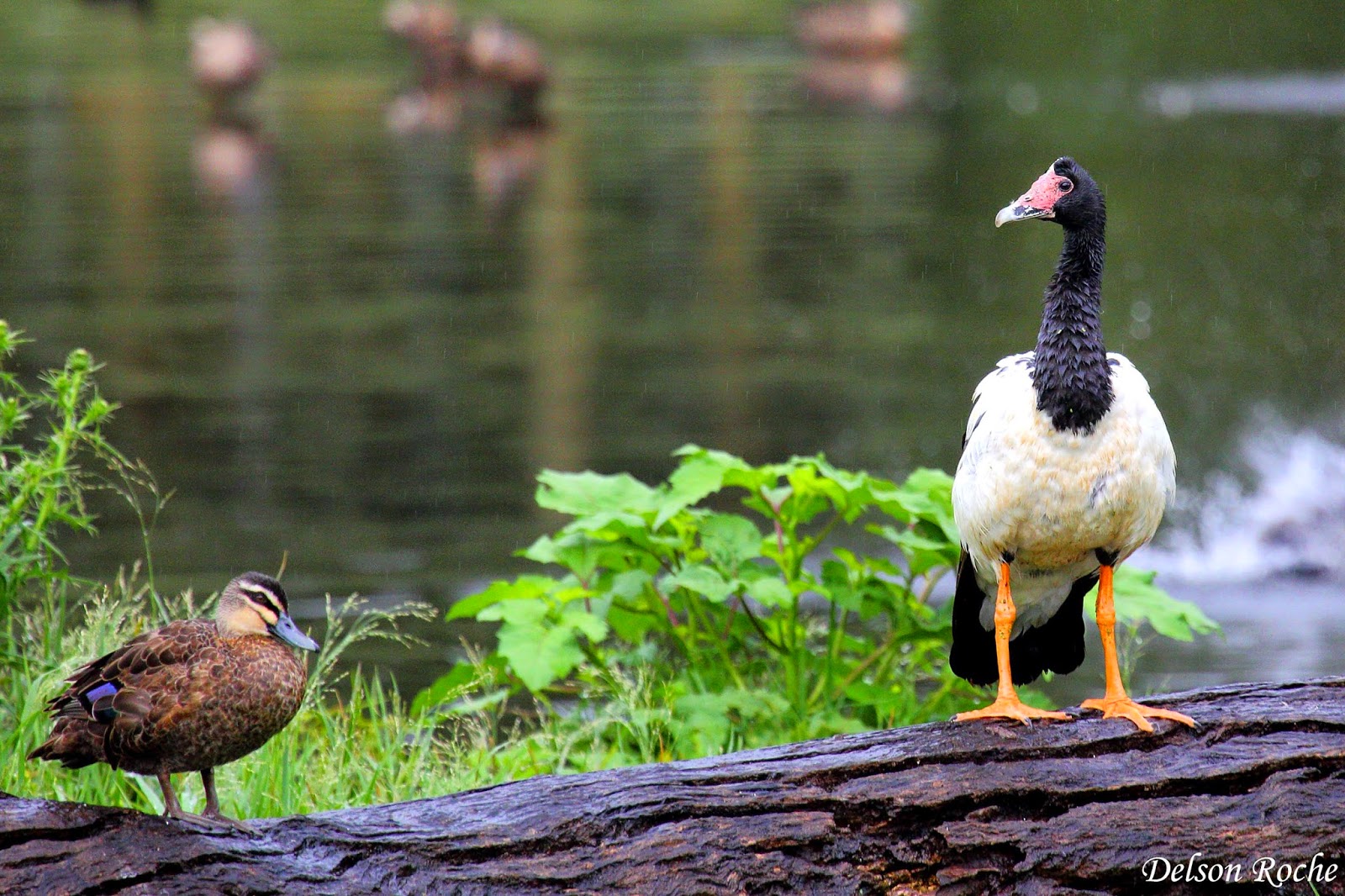 Friendly Animals: Magpie Goose