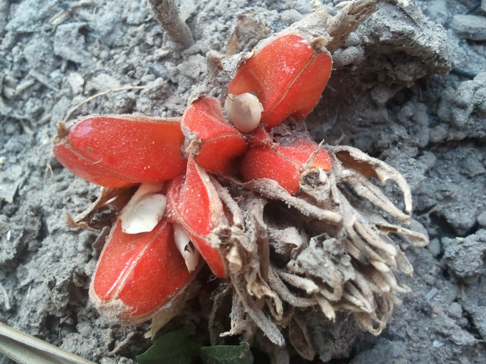 Generally: Fire Ginger