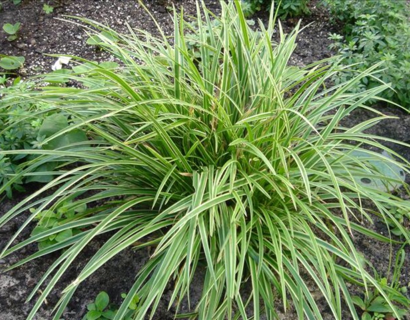 Plant Database: Acorus gramineus