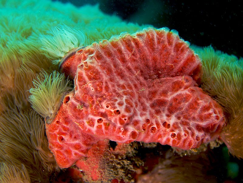 Artes de Pesca: DEMOSPONGE