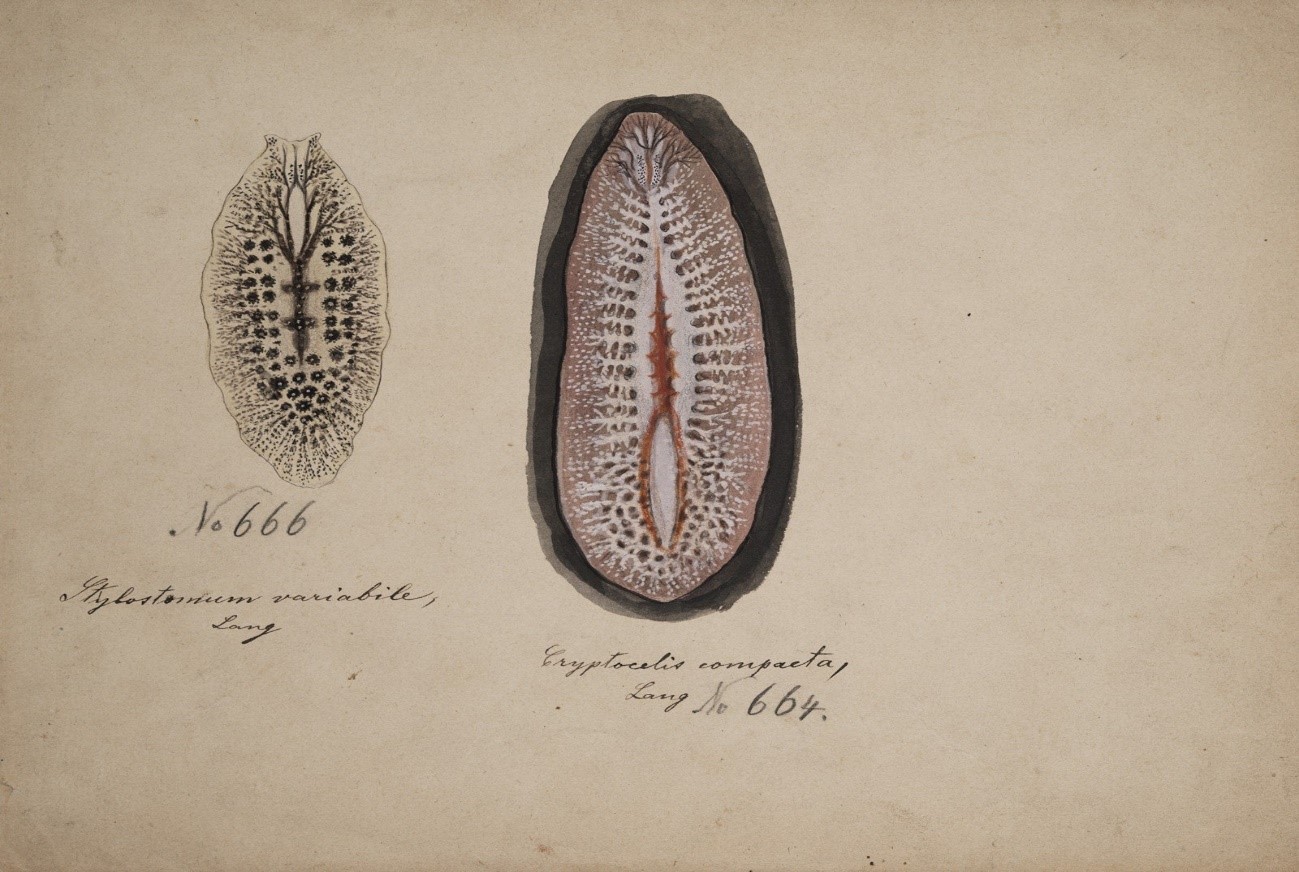 FAUNA-CERCANA: 3.- PLATELMINTOS y 4.- NEMATODOS. (Algunos gusanos ... FAUNA-CERCANA: 3.- PLATELMINTOS y 4.- NEMATODOS. (Algunos gusanos ...