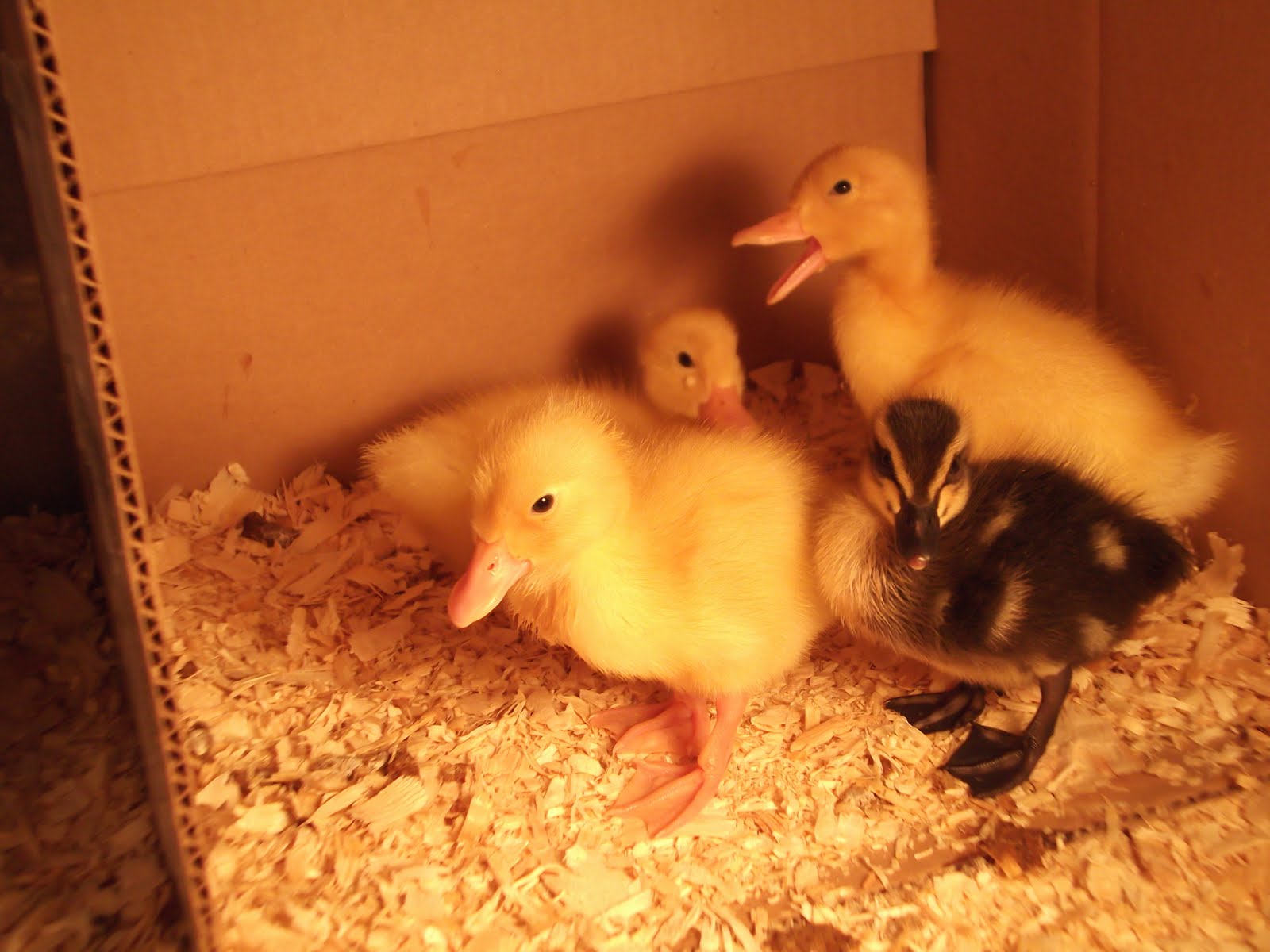 Items For Baby Shower Basket Review Care Of Baby Pekin Ducks Jersey Items For Baby Shower Basket Review Care Of Baby Pekin Ducks Jersey