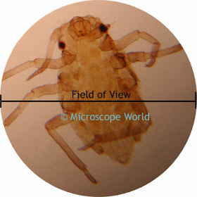 Microscope World Blog: How to Calculate Microscope Field of View