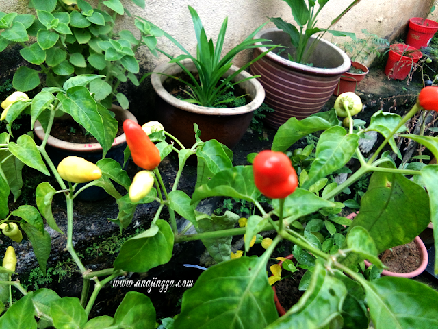 Tanaman Dalam Pasu- Menfaatkan Setiap Ruang Yang Ada