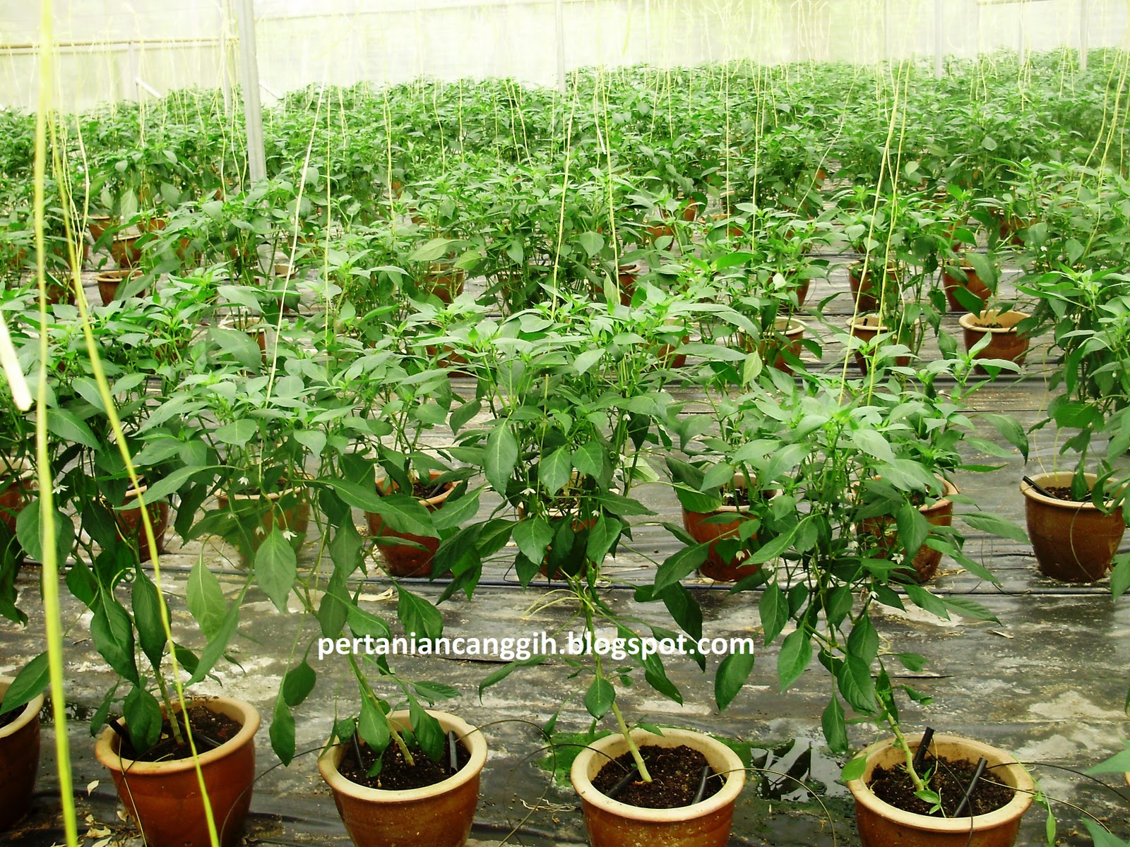 Inspirasi 30+ Nama Saintifik Pokok Cili