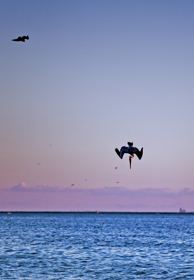 zero_energy's photo blog: [Sunset & Bird Diving]
