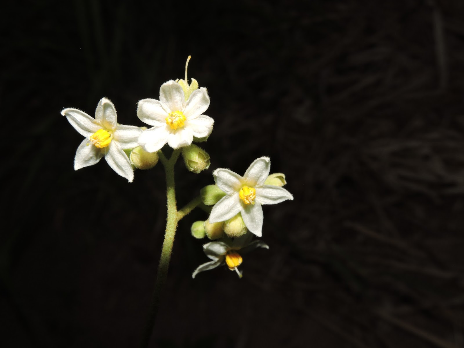 Flora campus I: Solanaceae - Solanum asperum Rich.