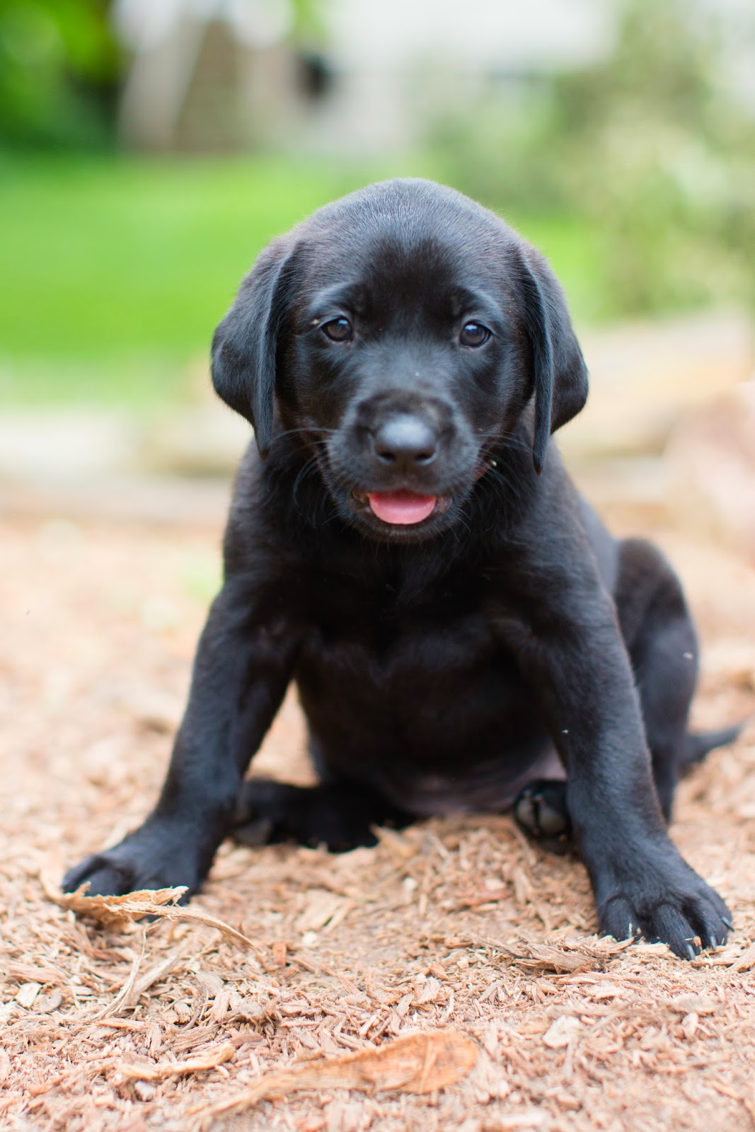 Gallery | UKLabradors.com