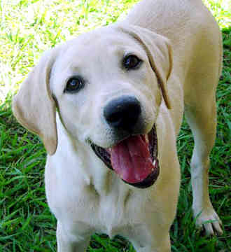 Dog Photo: Smart Labrador Retriever Dogs