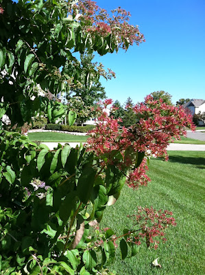 Vintage Diana: Chinese Heptacodium, Autumn Update