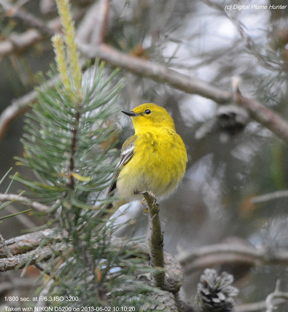 Hunting Digital Plumes in the US and Beyond: Indigo Bunting, Blue ...
