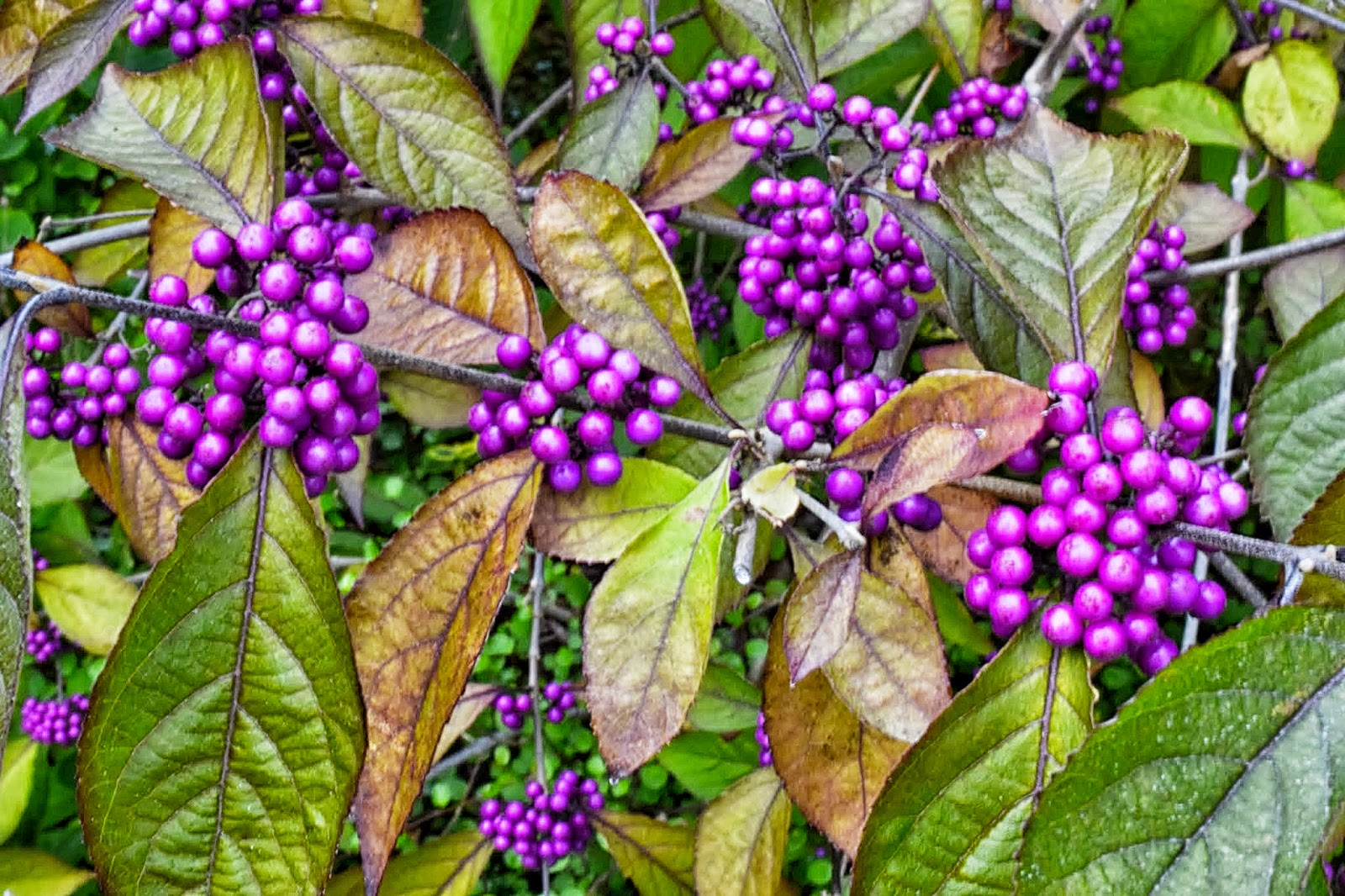 The Outlaw Gardener: Callicarpa 'Profusion', My Favorte Plant This Week.