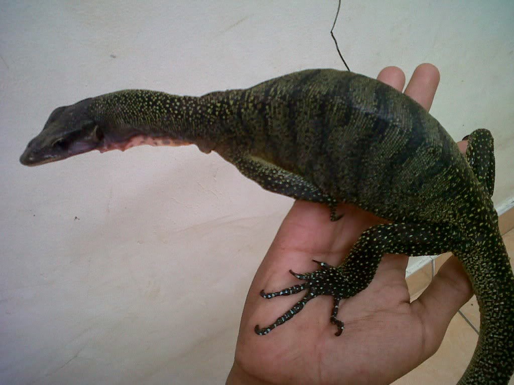 Jenis - jenis atau Macam - macam Varanidae / Varanus / Varanatic ...