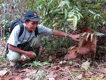 Mengenal Anoa, Sapi Cebol dari Sulawesi