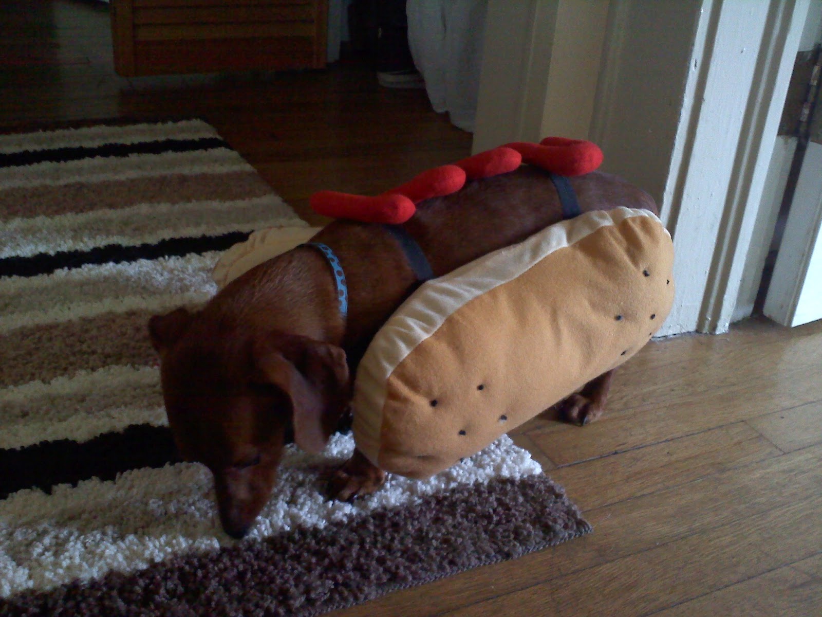 The Adventures of Milo and Zoee: Milo and Zoee a collection