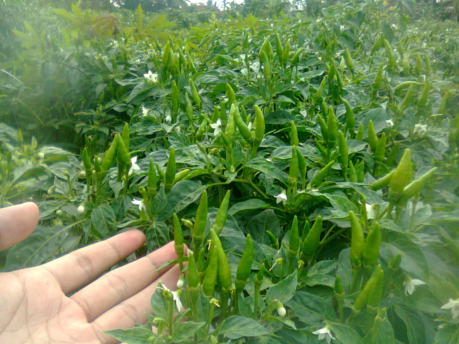 Hasil Foto Kebun Cabe Yang Lebat Buahnya - Rumah Petani