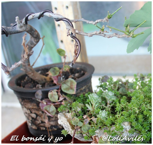 Los bonsáis después de mis vacaciones - El bonsái y yo