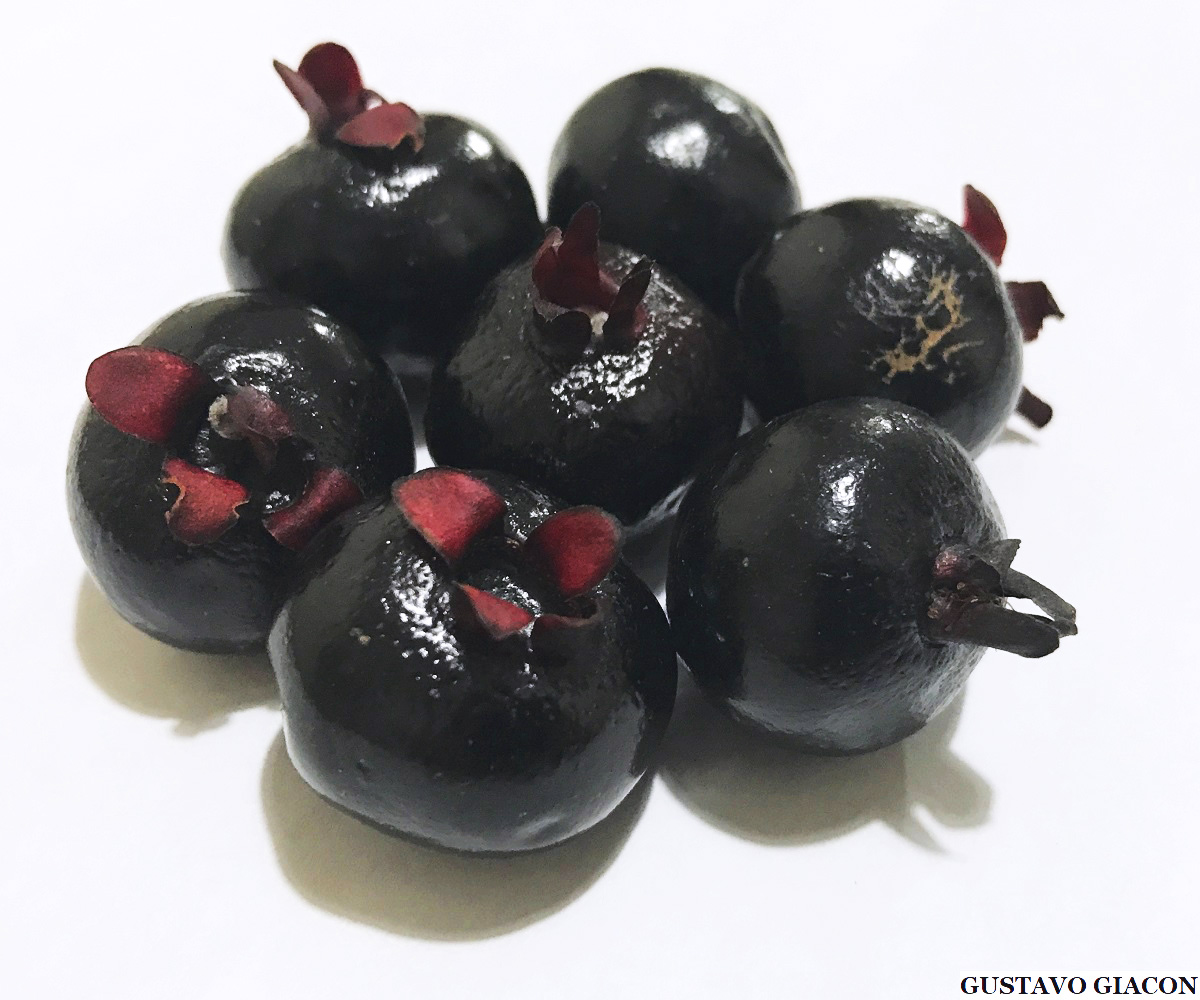 Viveiro Ciprest - Plantas Nativas e Exóticas: Grumichama ou Grumixama ...