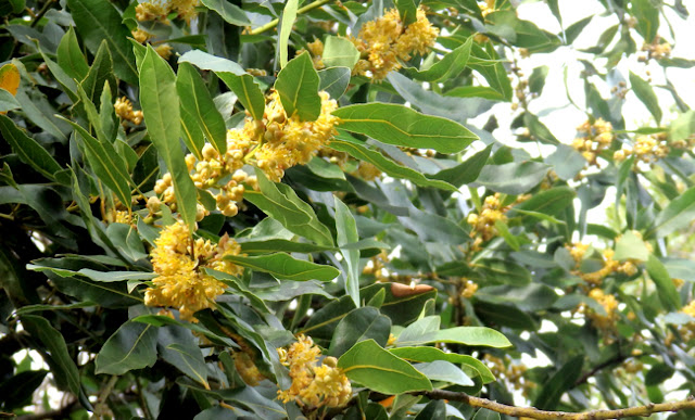 DISFRUTAR CON EL HUERTO Y EL JARDÍN