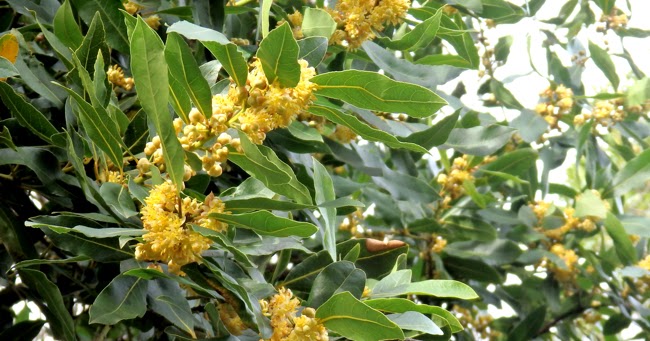 EL LAUREL (Laurus nobilis)