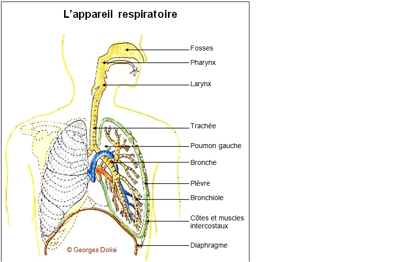la biologie physiopathologie humaine: Révision de la respiration