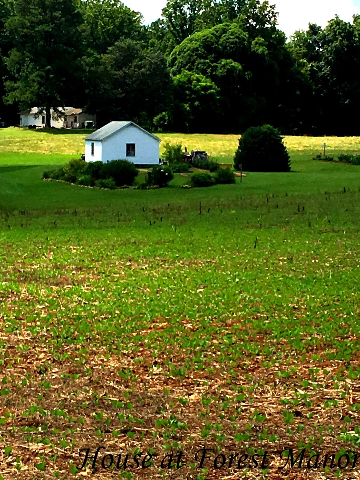 House at Forest Manor: Countryside