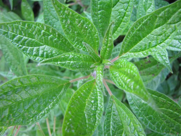 Candomblé Verde: Para Marcos - nomes científicos de algumas ervas