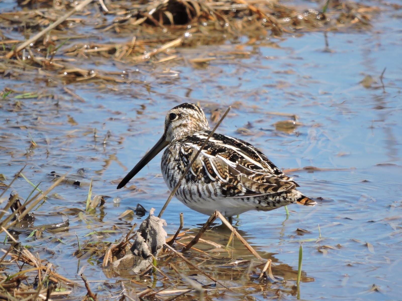 Bev's Nature Blog: Wilson's Snipe
