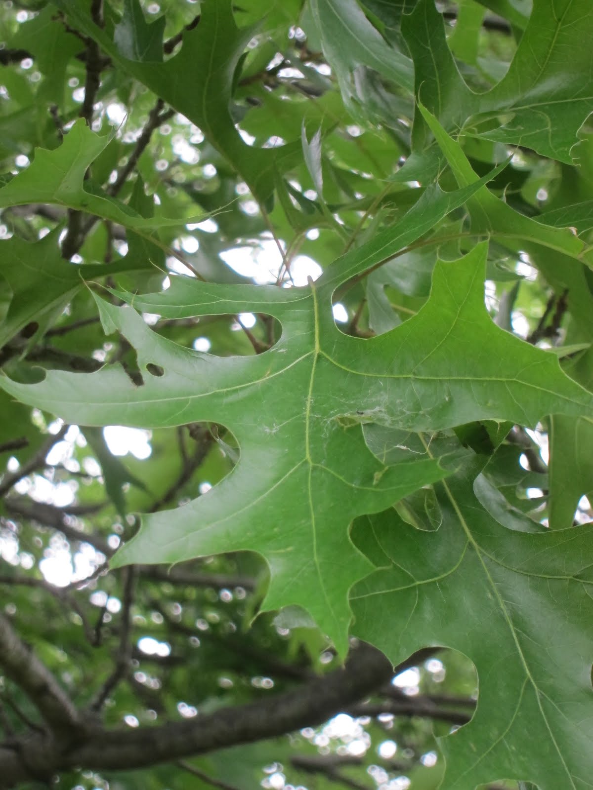 furthermore, flask: leaf morphology