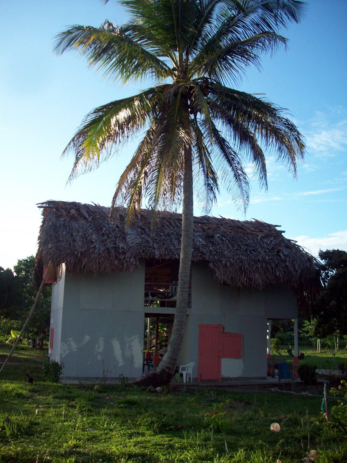 FALSE BLUFF NICARAGUA: An all purpose palm tree