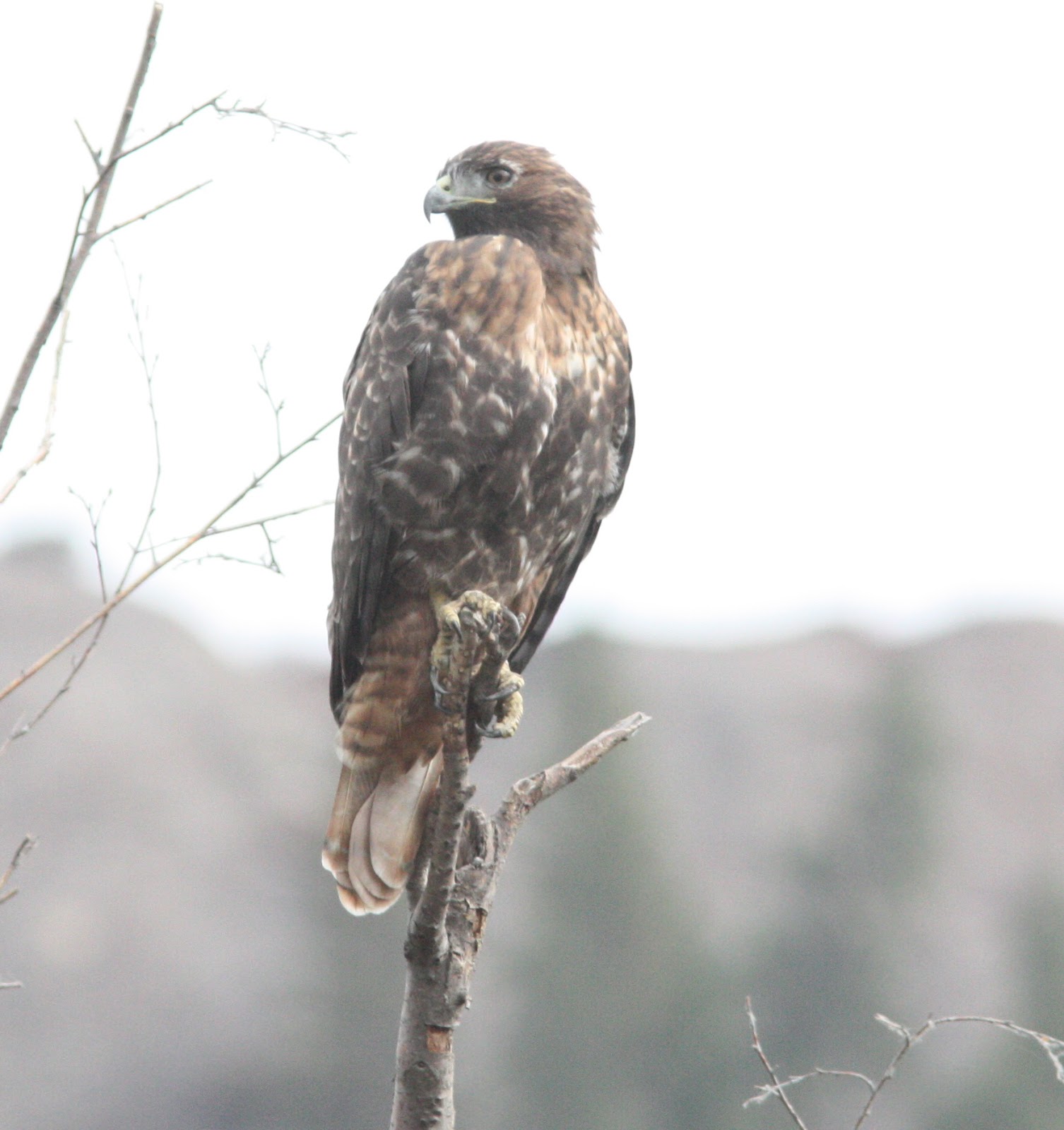 Chris Siddle - Okanagan Birder: Varieties of Red-tailed Hawk Plumage in ...
