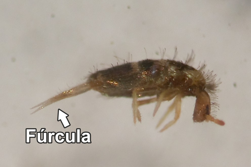 Homo agricola: marzo 2012