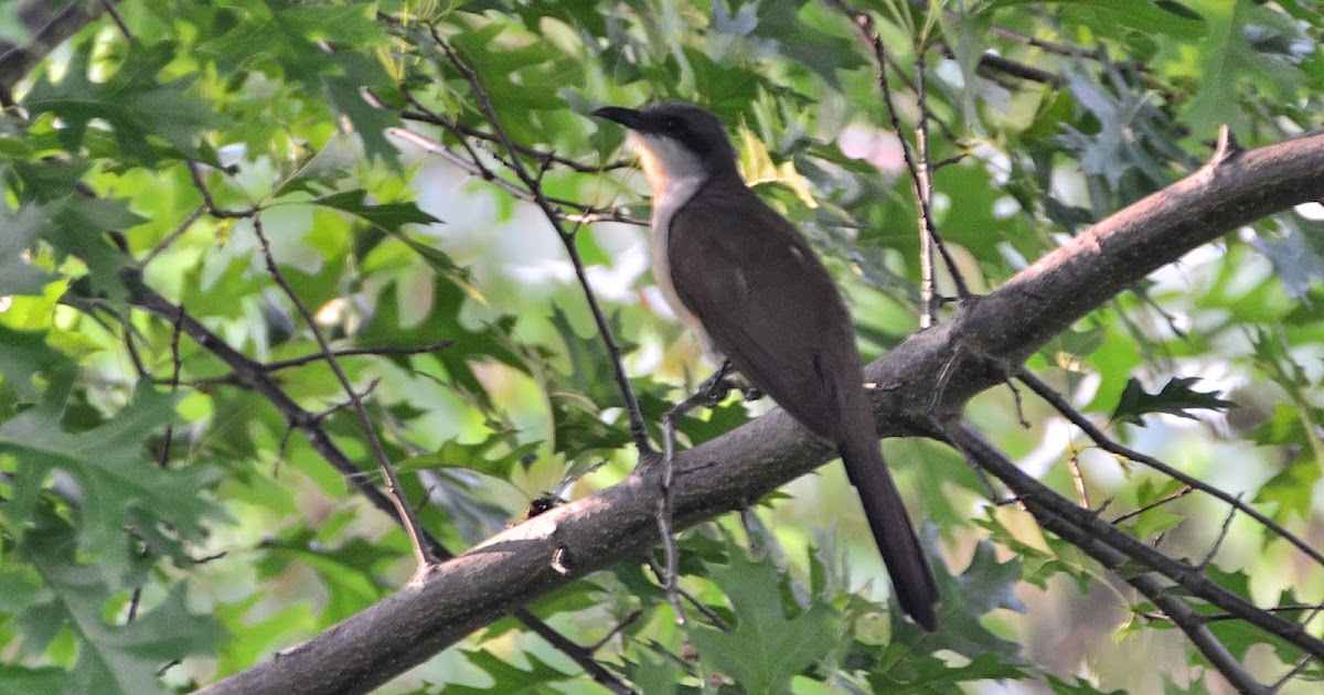 Aves de La Floresta: Cuclillo común