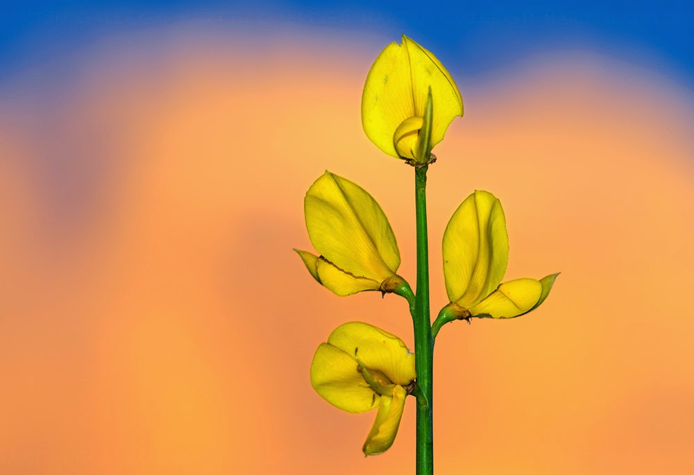 FOTOS IMPERFECTAS: Retama