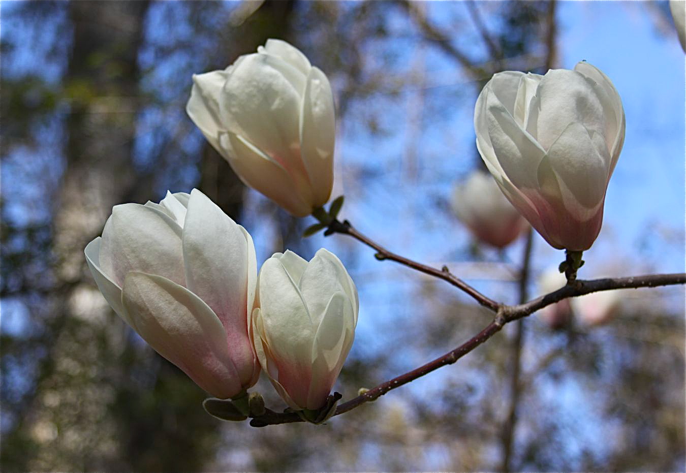 Sweet Southern Days: Japanese Magnolia Blossoms
