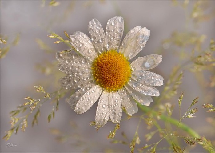 MORA, casa noastra: MARGARETA, FLOAREA IUBIRII ȘI A INOCENȚEI