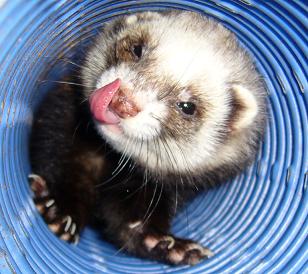 BABY FERRETS ( beautiful, cute.): Afrički tvor / Ferrets / -ponašanje i ...