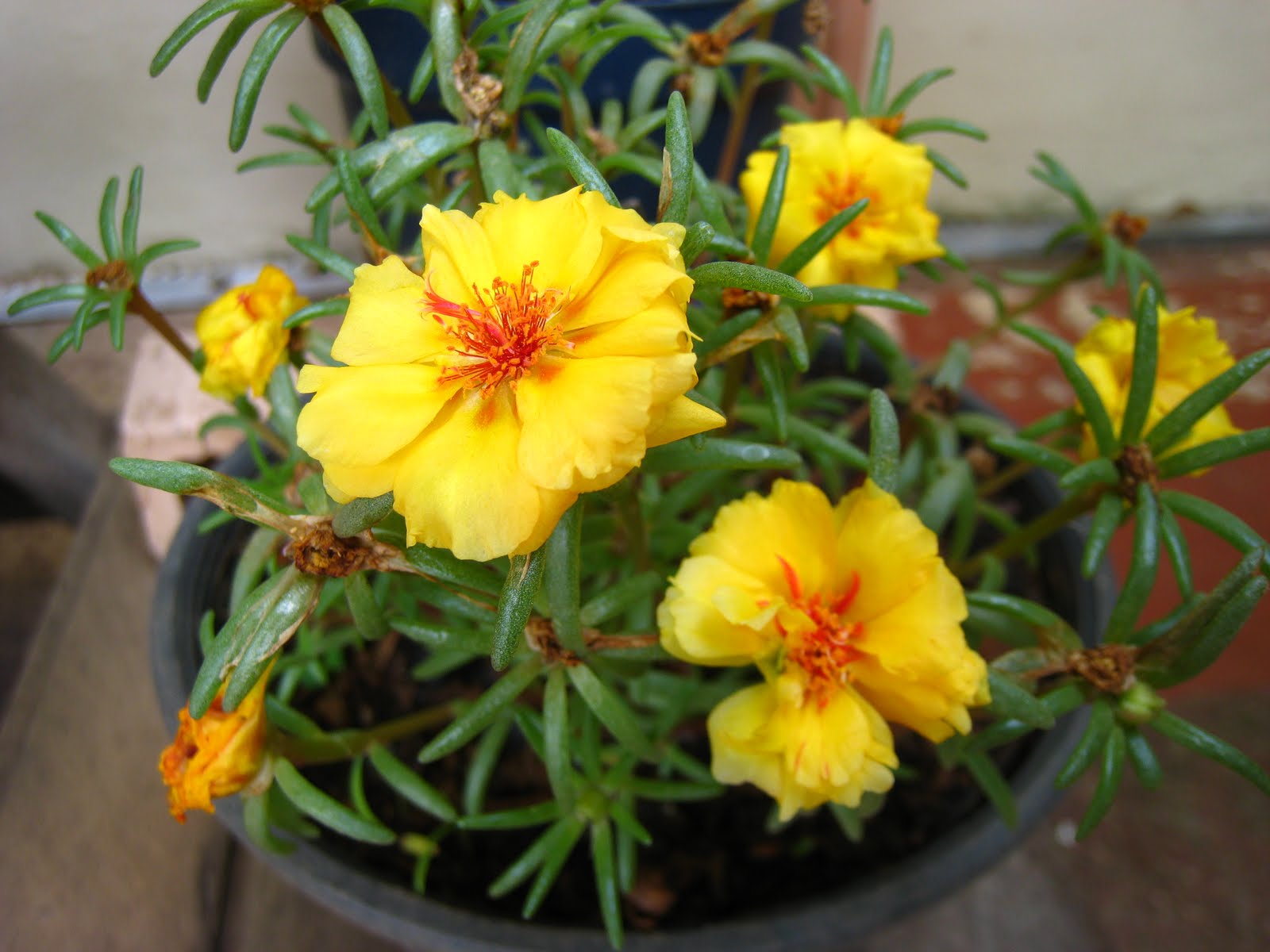 Flor Bella a las Once